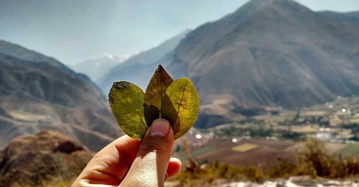 Coca Leaf | Andean Traditions | Peru Travel Guide