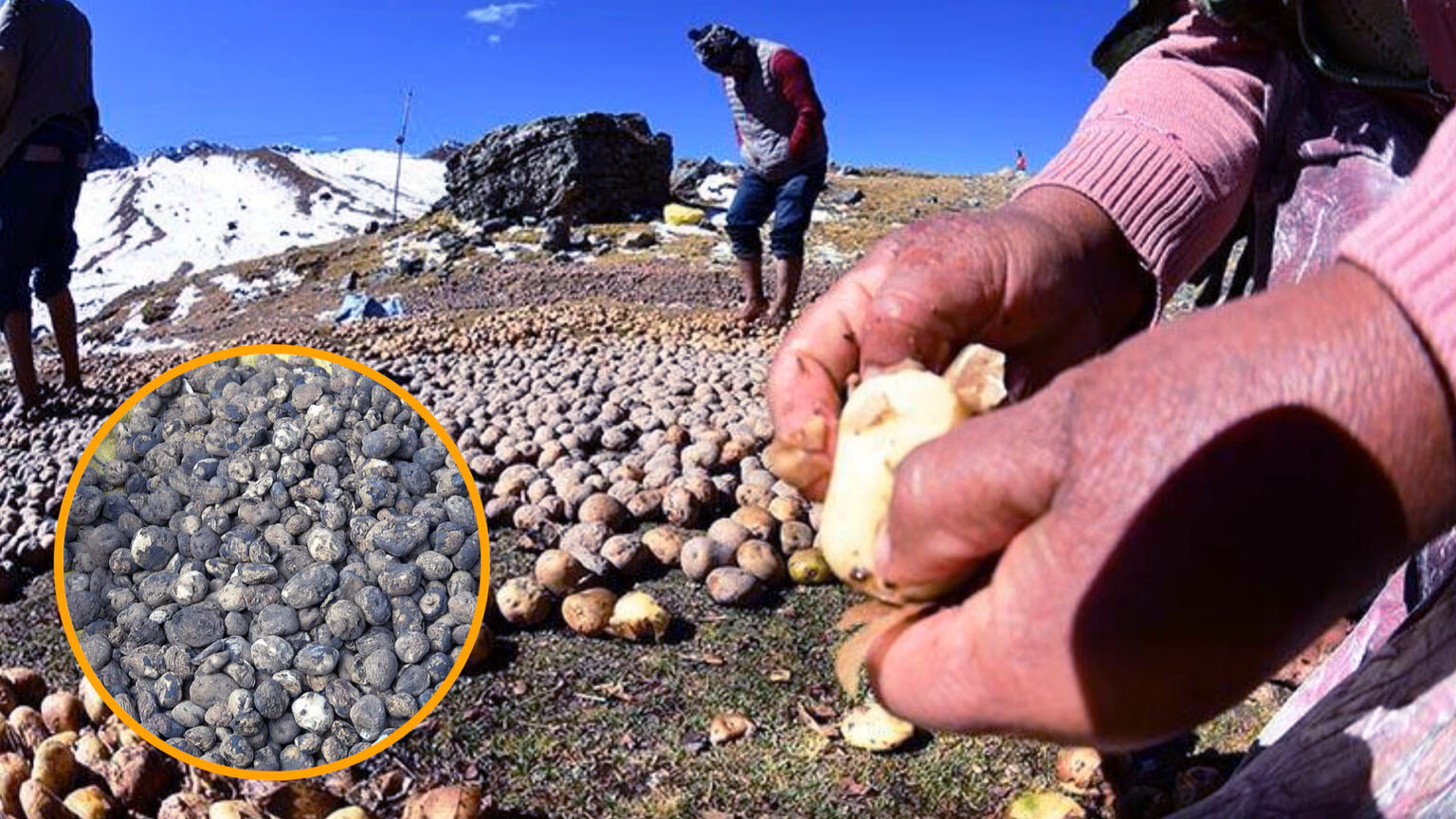 Chuño dehydrated potato | Andean Technology | Pacha Expeditions